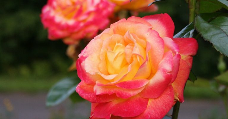 How to Protect Your Roses During the Winter Months - The Garden Magazine