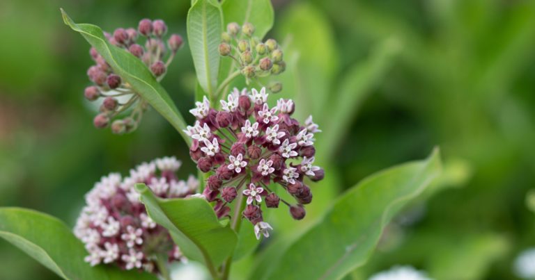 Plants That Have Special Meaning for Indigenous People - The Garden ...