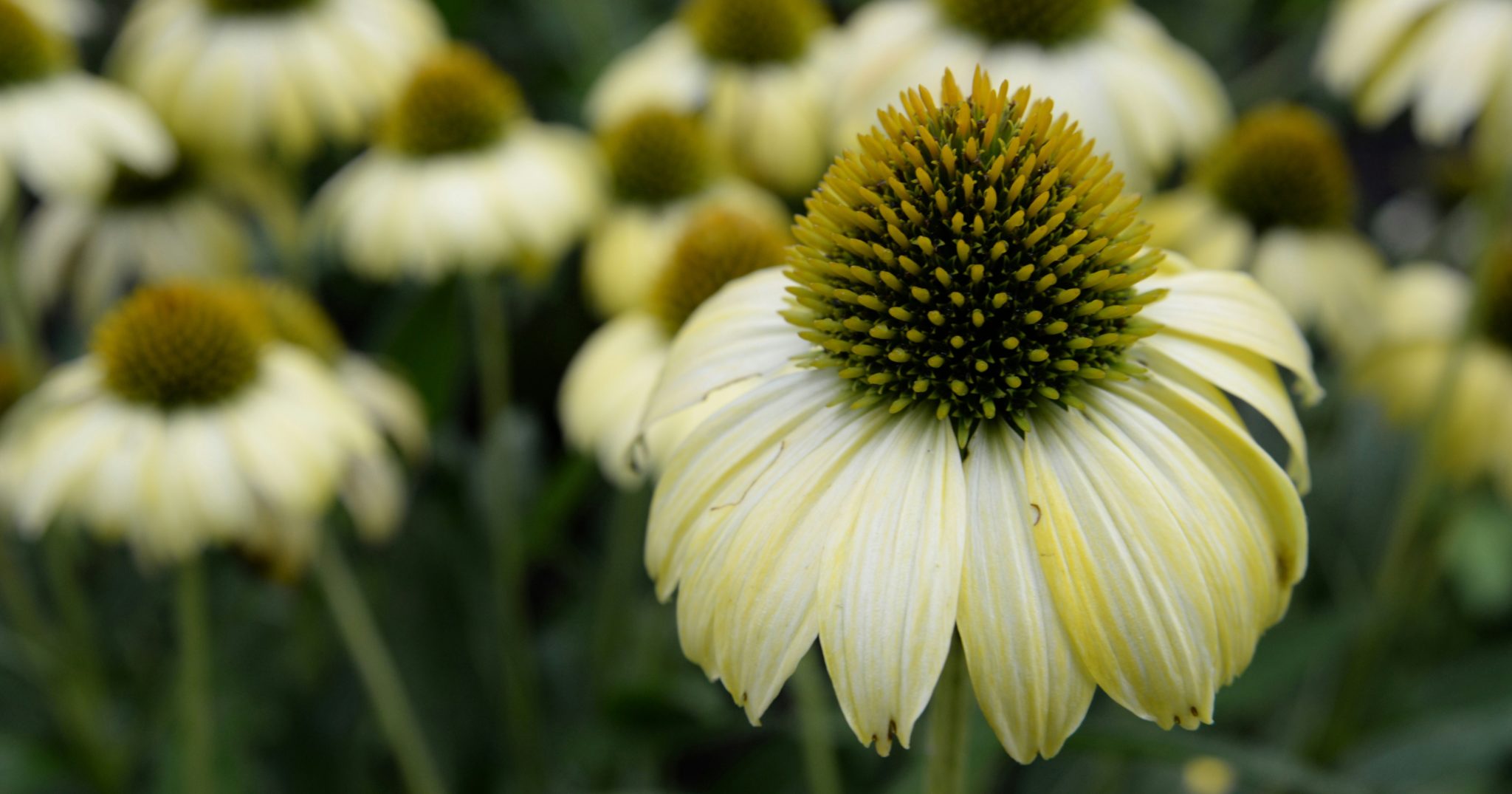 9 Ways To Grow A Lush Field Of Coneflowers - The Garden Magazine