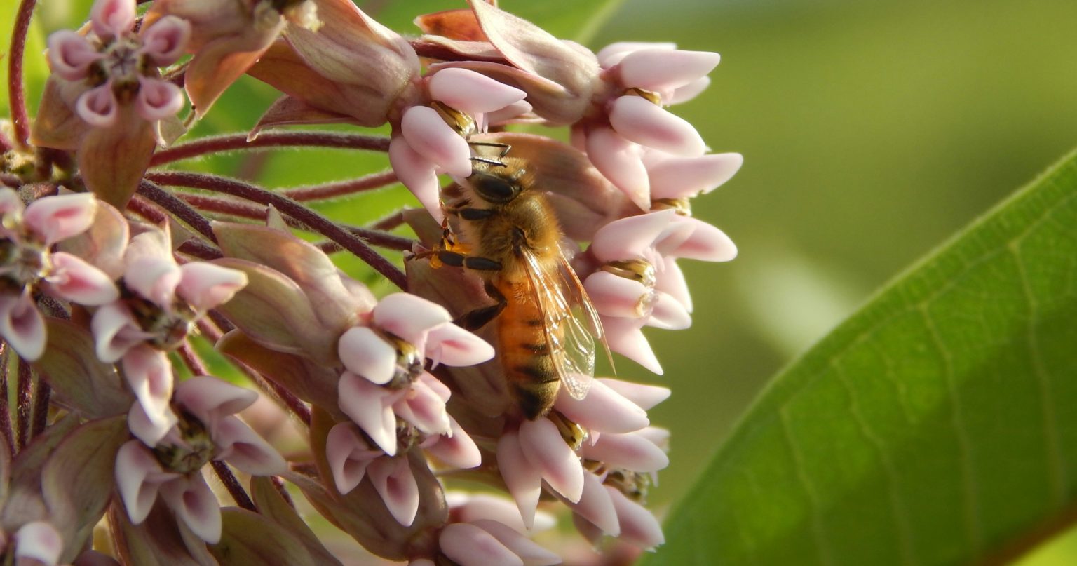 Is Milkweed Invasive? Let's Bust Some Common Milkweed Myths - The ...