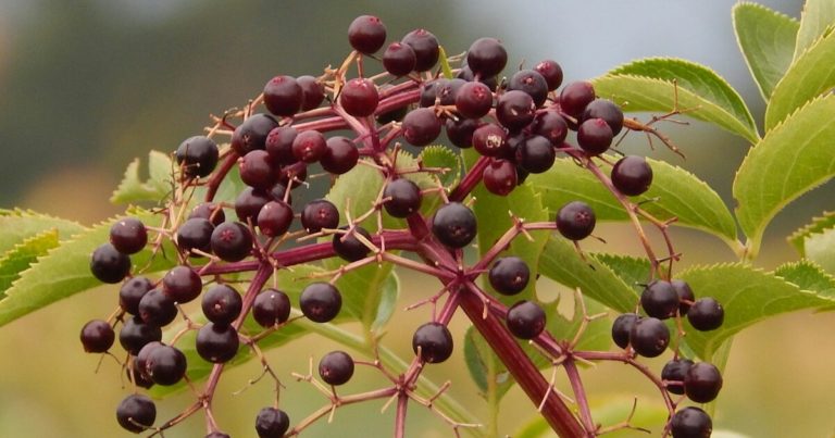 14 Plants That Help Control Erosion - The Garden Magazine