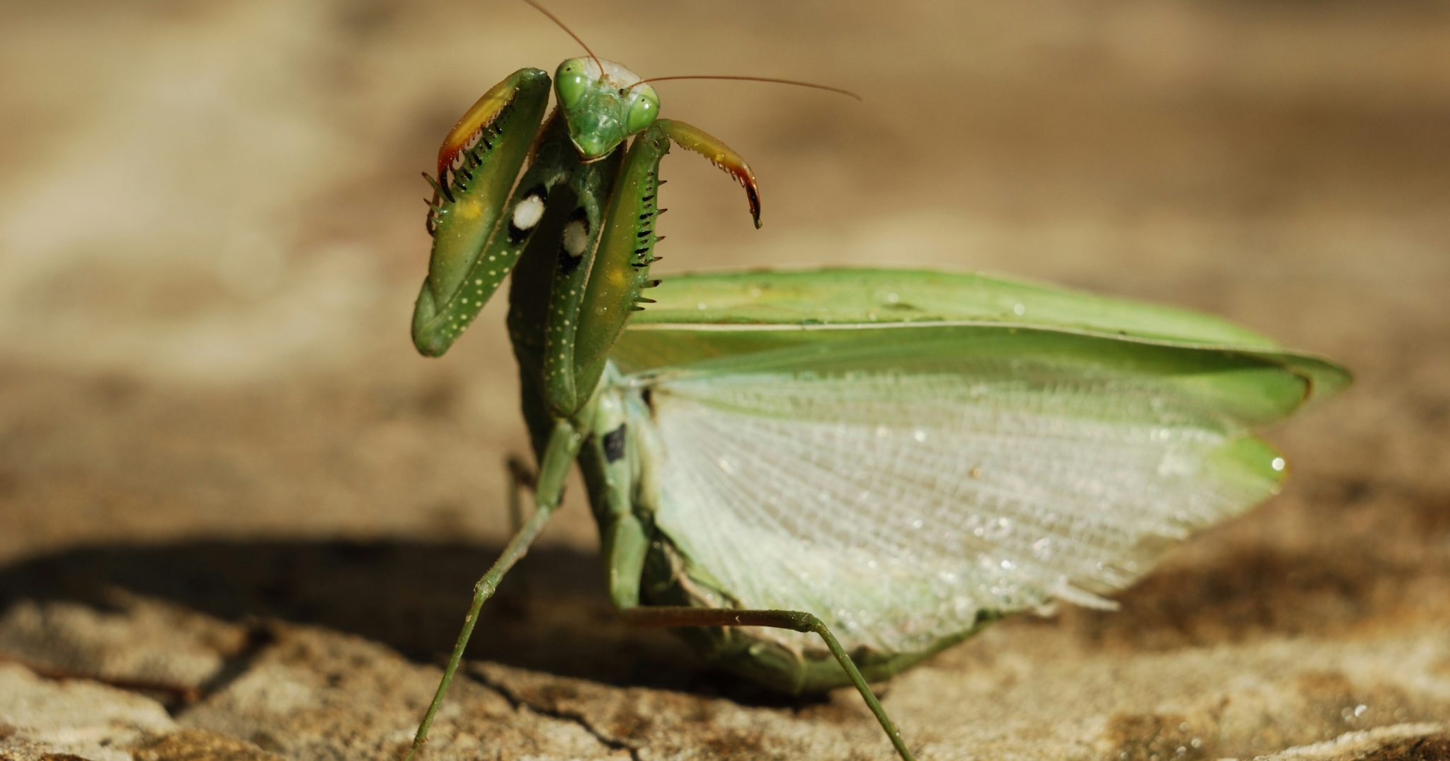 This Is Why You Shouldn't Buy Praying Mantis Eggs For Your Garden - The ...