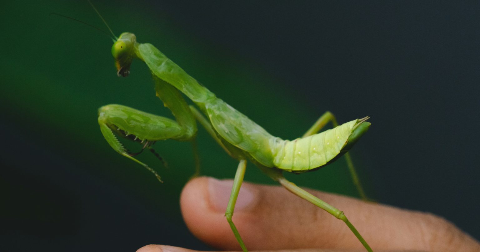 This Is Why You Shouldn't Buy Praying Mantis Eggs For Your Garden - The ...