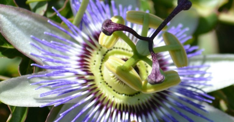 20 Unique Flowers That Will Surprise and Dazzle Guests + 11 Amazing ...