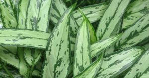 10 Indoor Plants That Thrive in Humid Environments - The Garden Magazine