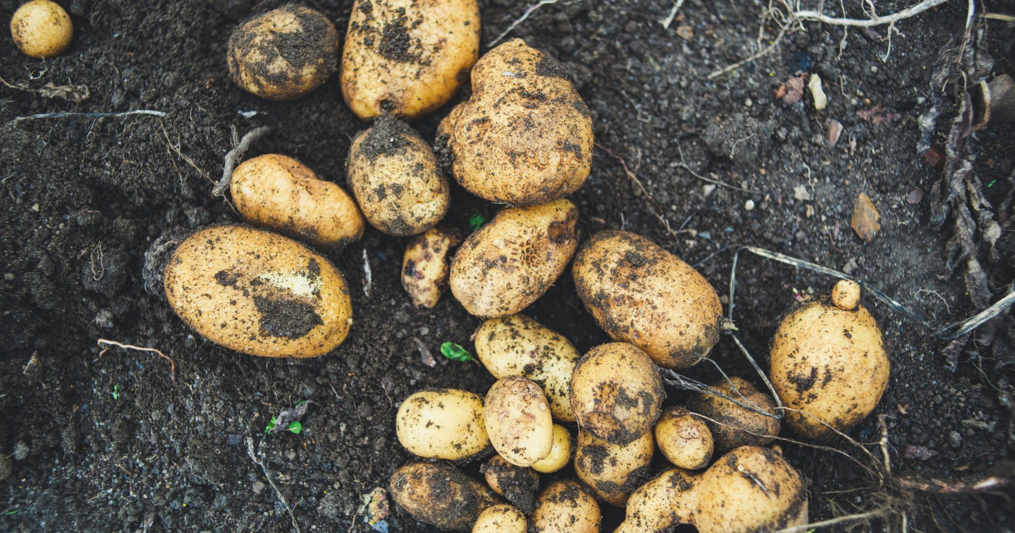 15 Vegetables That Thrive In Poor Soil Conditions - The Garden Magazine