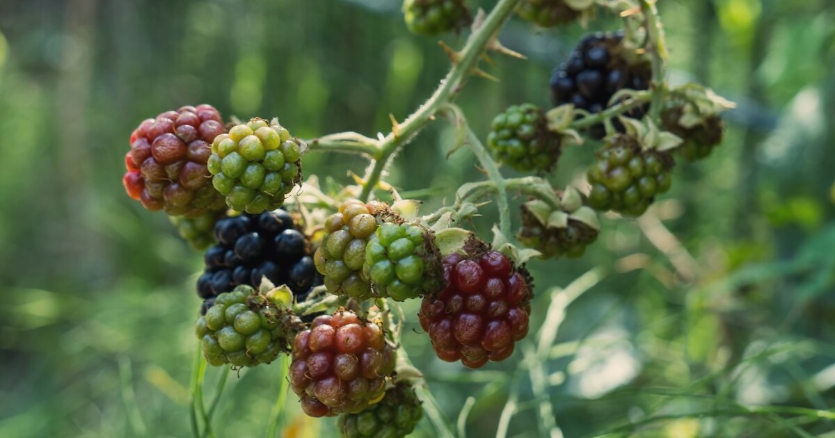 21 Edible Wild Plants for Foraging - The Garden Magazine