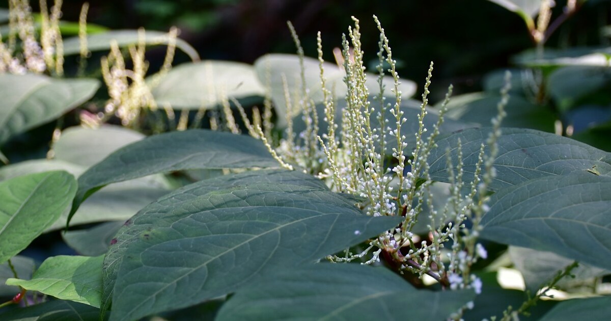 14 Non-Native Plants You Should Never Plant In Your Garden - The Garden ...