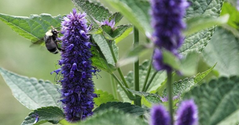 14 Perennial Herbs That Thrive In Zone 5 Gardens - The Garden Magazine