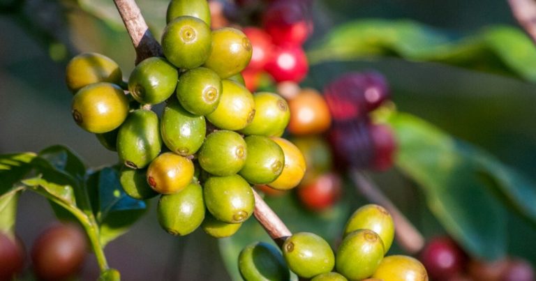 12 Best Vegetables For A Short Growing Season - The Garden Magazine