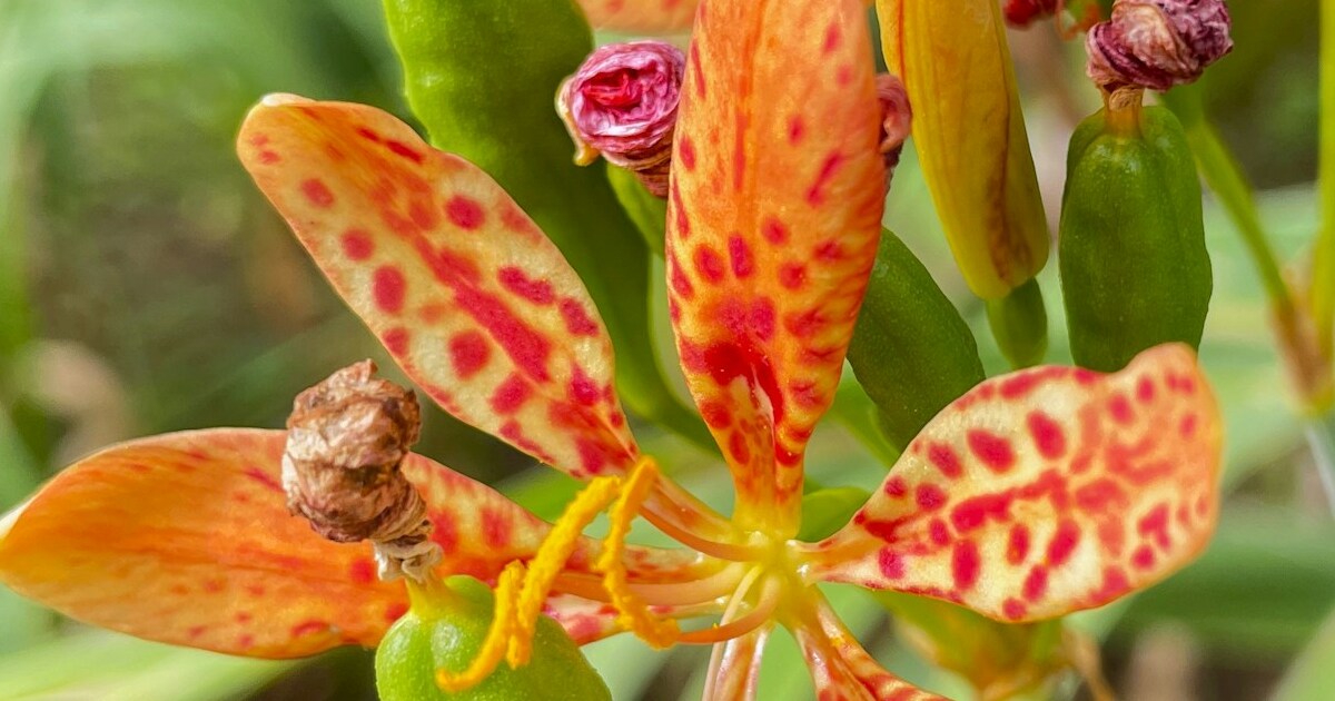 20 Unique Flowers That Will Surprise and Dazzle Guests + 11 Amazing ...