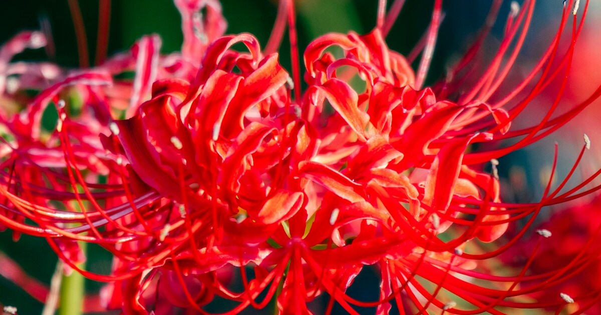 15 Red Flowers For A Dazzling Fall Garden - The Garden Magazine