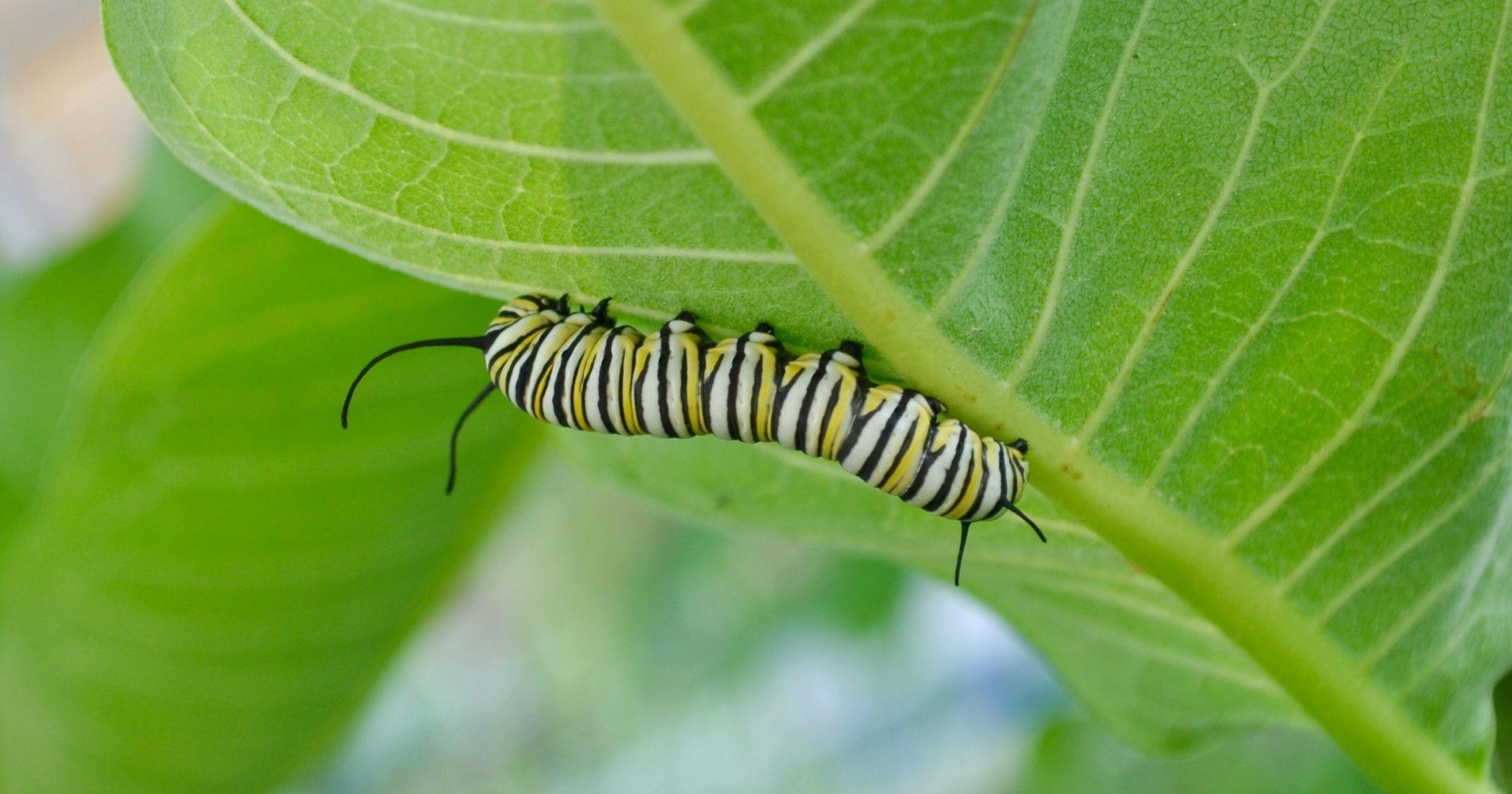 Is Milkweed Invasive? Let's Bust Some Common Milkweed Myths - The ...