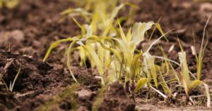 9 Watering Mistakes That Harm Your Plants & How To Use Water More ...