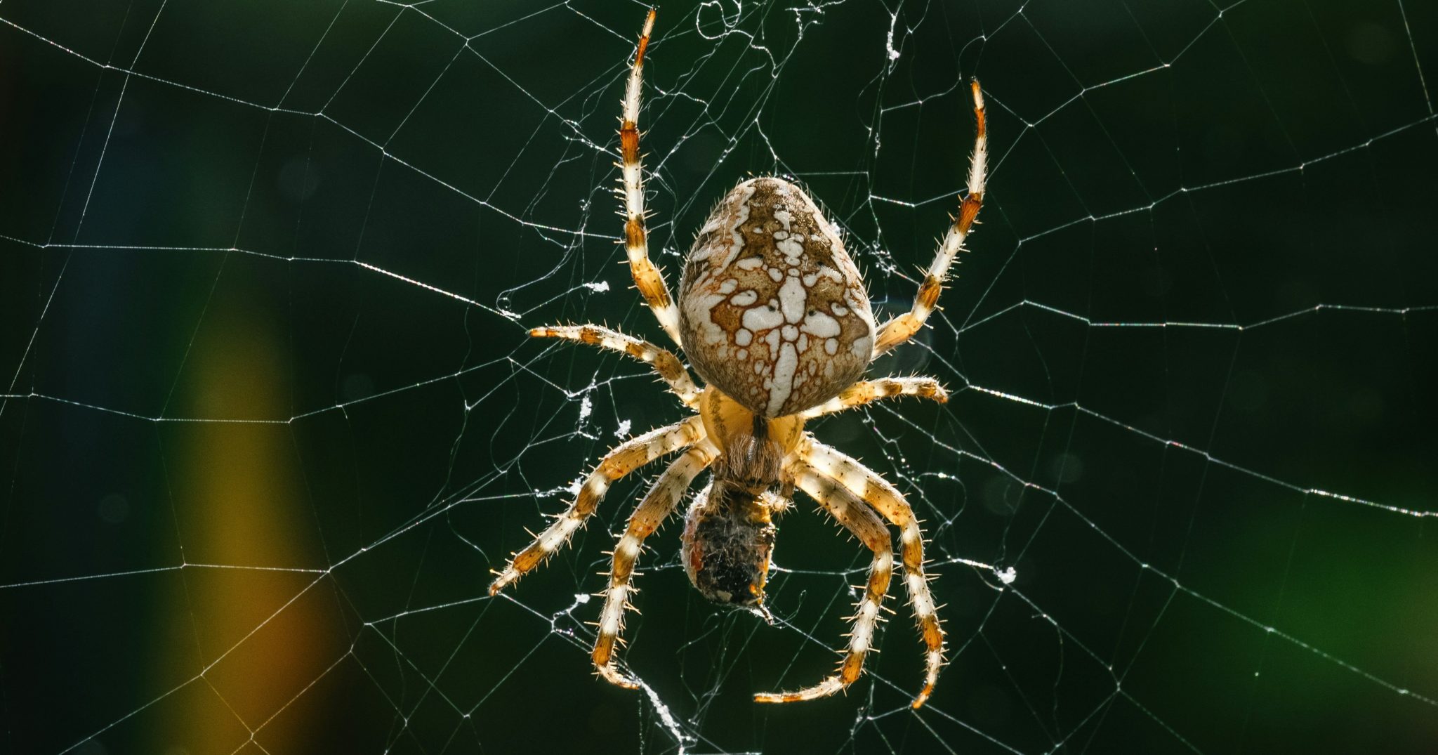 8 Animals & Insects That Eat Mosquitoes (And How To Attract Them) - The ...