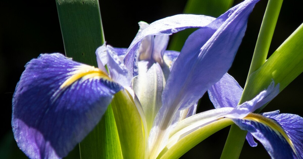13 Flowering Plants That Love Wet Climates - The Garden Magazine