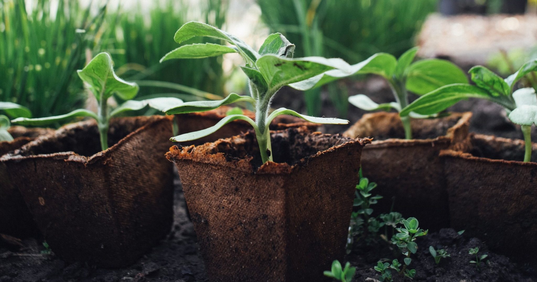 How To Grow Vegetables When You Have No Space - The Garden Magazine