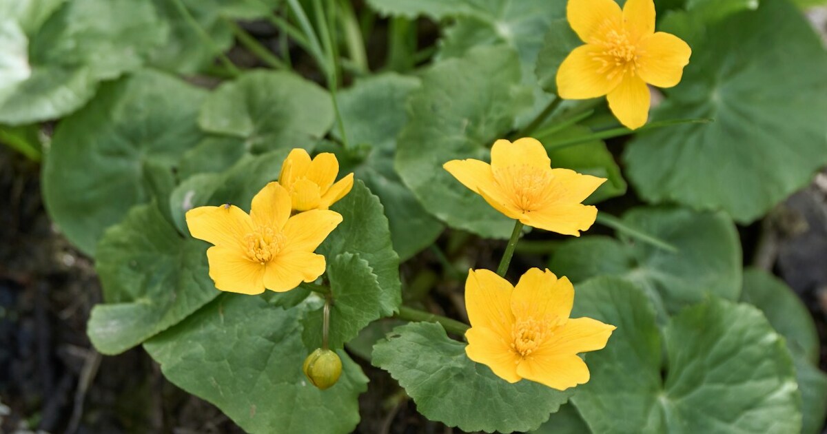 Plants That Have Special Meaning for Indigenous People - The Garden ...