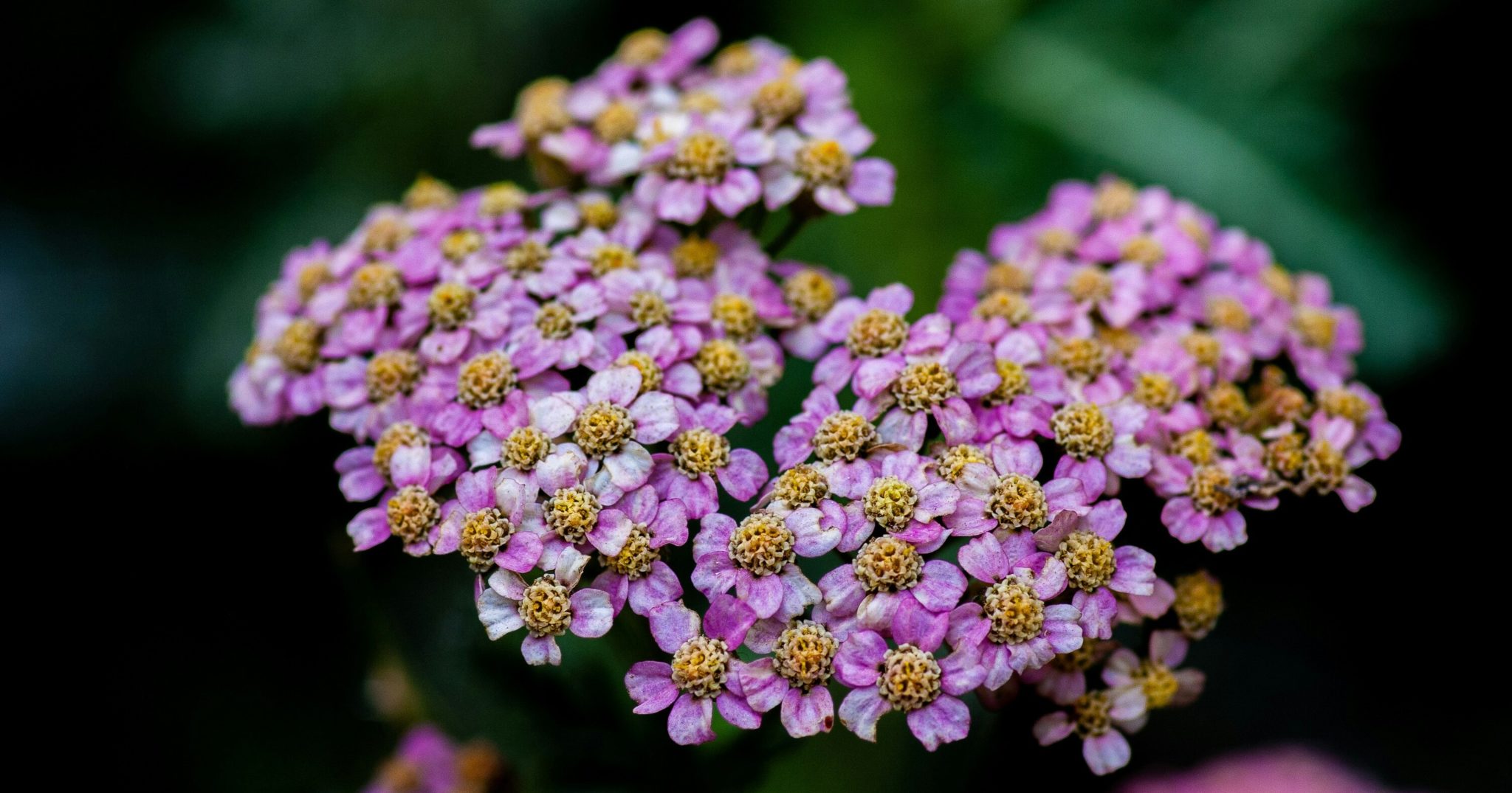Grow These 15 Perennial Flowers Native to Colorado - The Garden Magazine