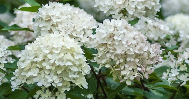 These 29 Flowers Represent Love & Romance - The Garden Magazine