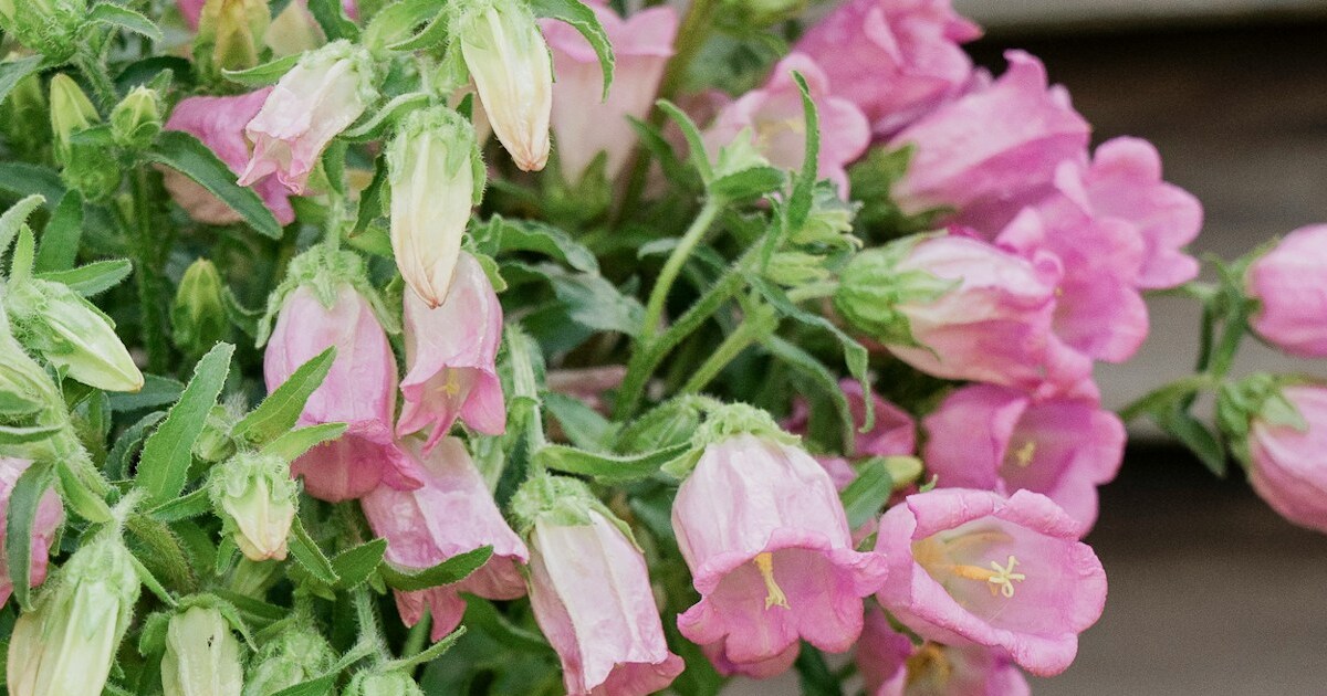 11 Unique Flowers That Look Like Bells - The Garden Magazine