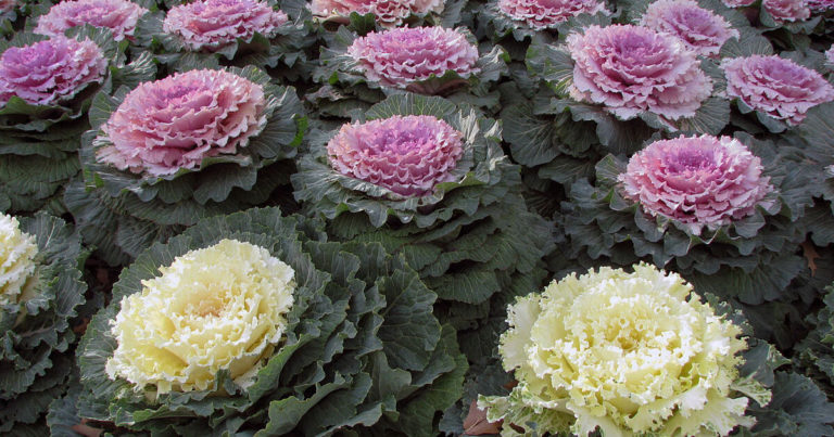 12 Frost Tolerant Plants to Grow when it’s Cold - The Garden Magazine