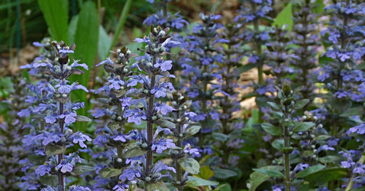 17 Plants With Adorable Tiny Flowers - The Garden Magazine