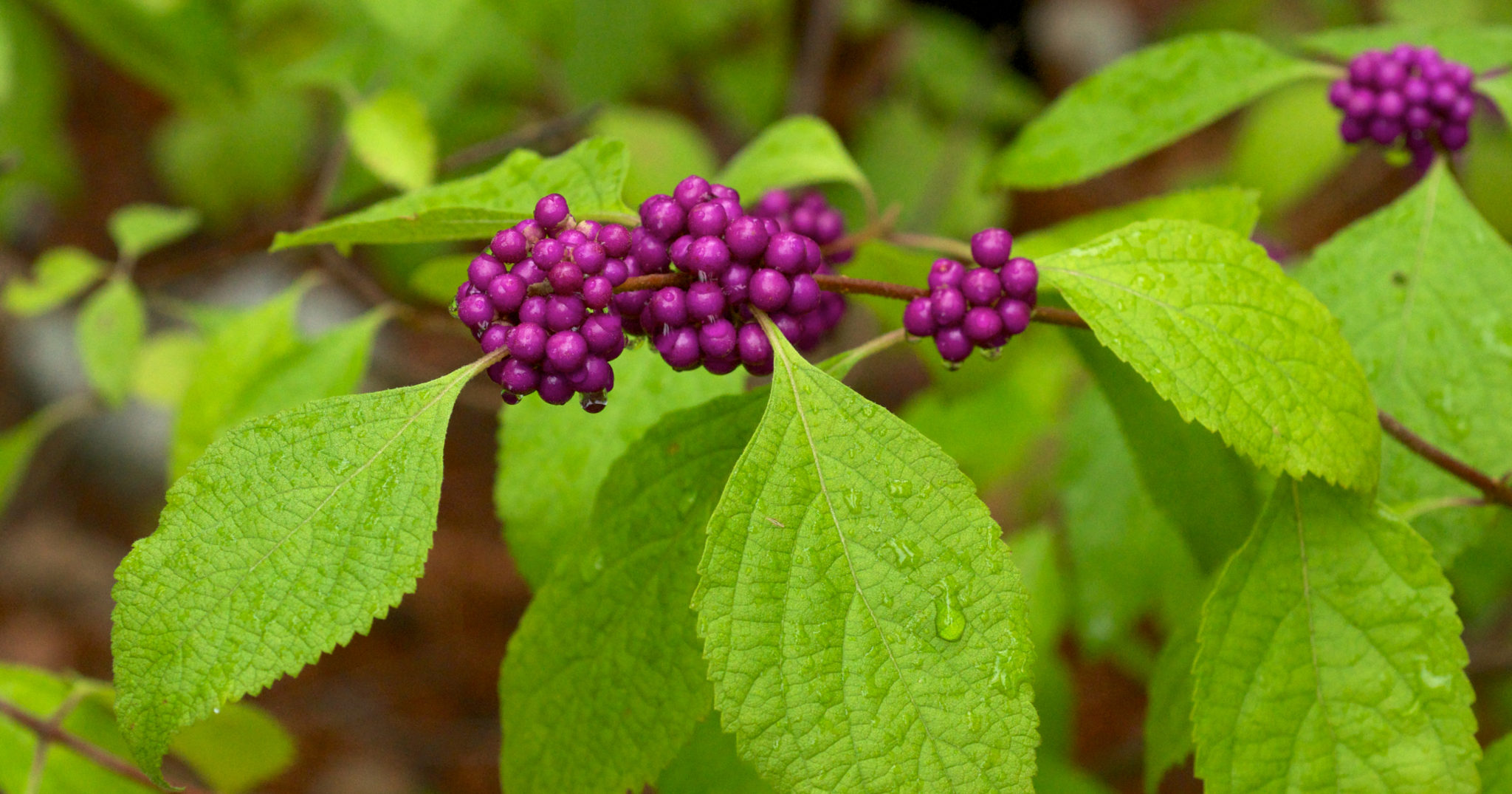 8 Plants with Beautiful Fall Berries and Leaves - The Garden Magazine