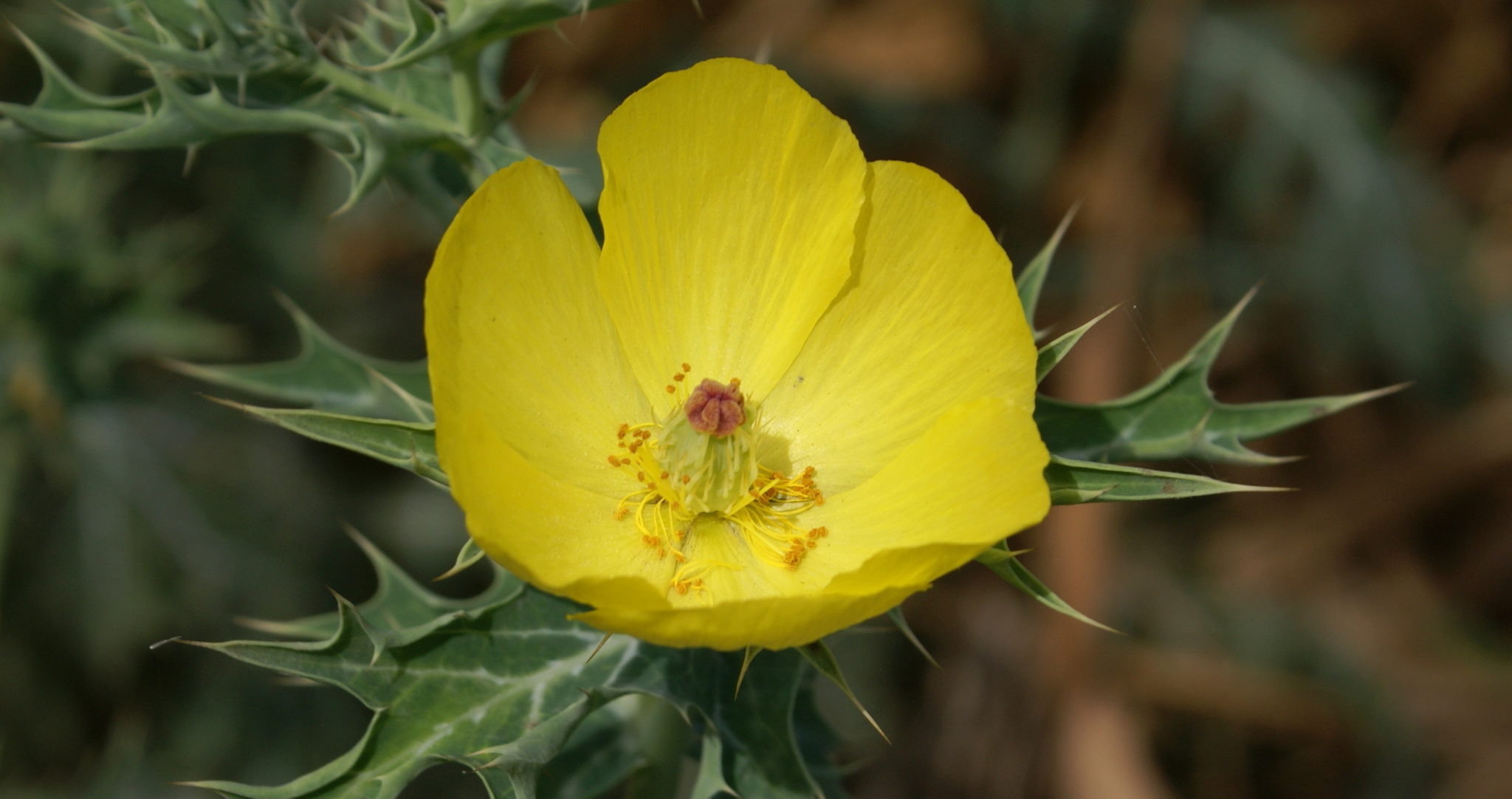 Grow These 15 Perennial Flowers Native to Colorado - The Garden Magazine