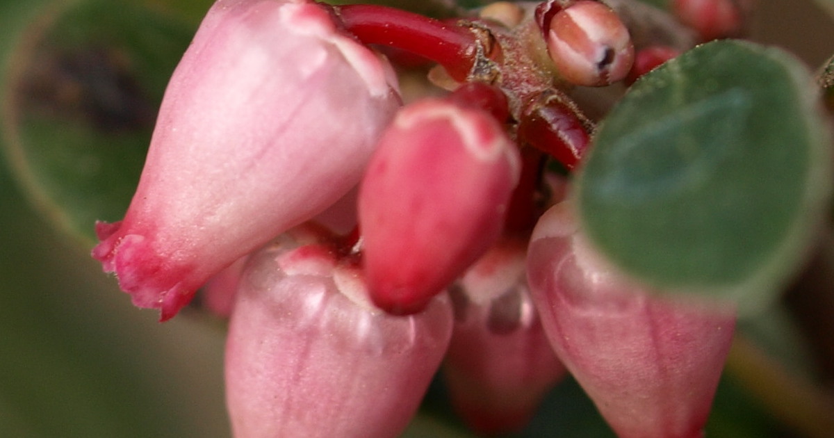 Plants That Have Special Meaning for Indigenous People - The Garden Magazine