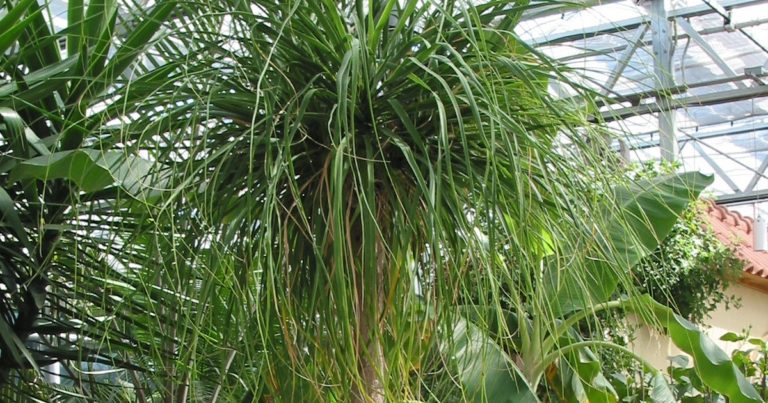 11 House Plants That Look Like Palm Trees - The Garden Magazine