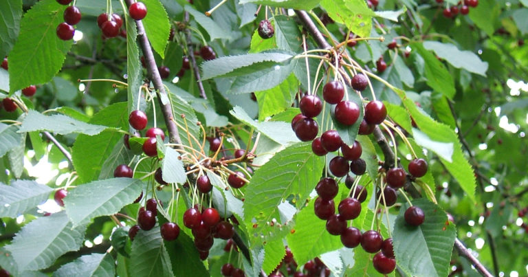 13 Trees That Provide Food and Shelter for Wildlife During Fall and ...