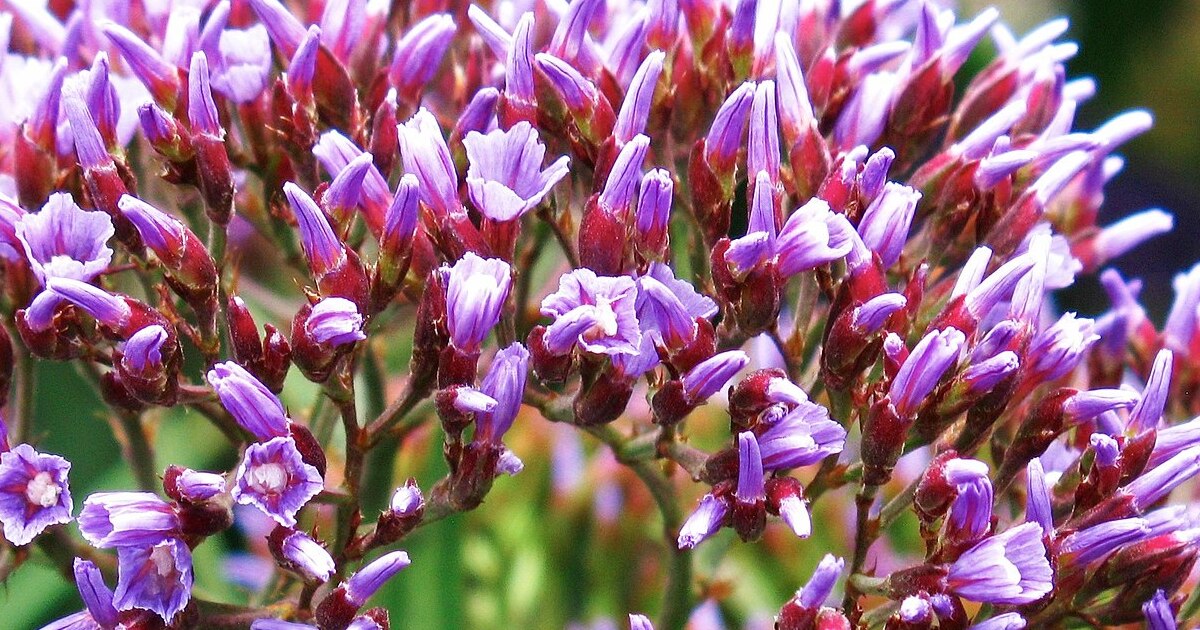 13 Best Coastal Flowers for a Beachside Garden Feel - The Garden Magazine