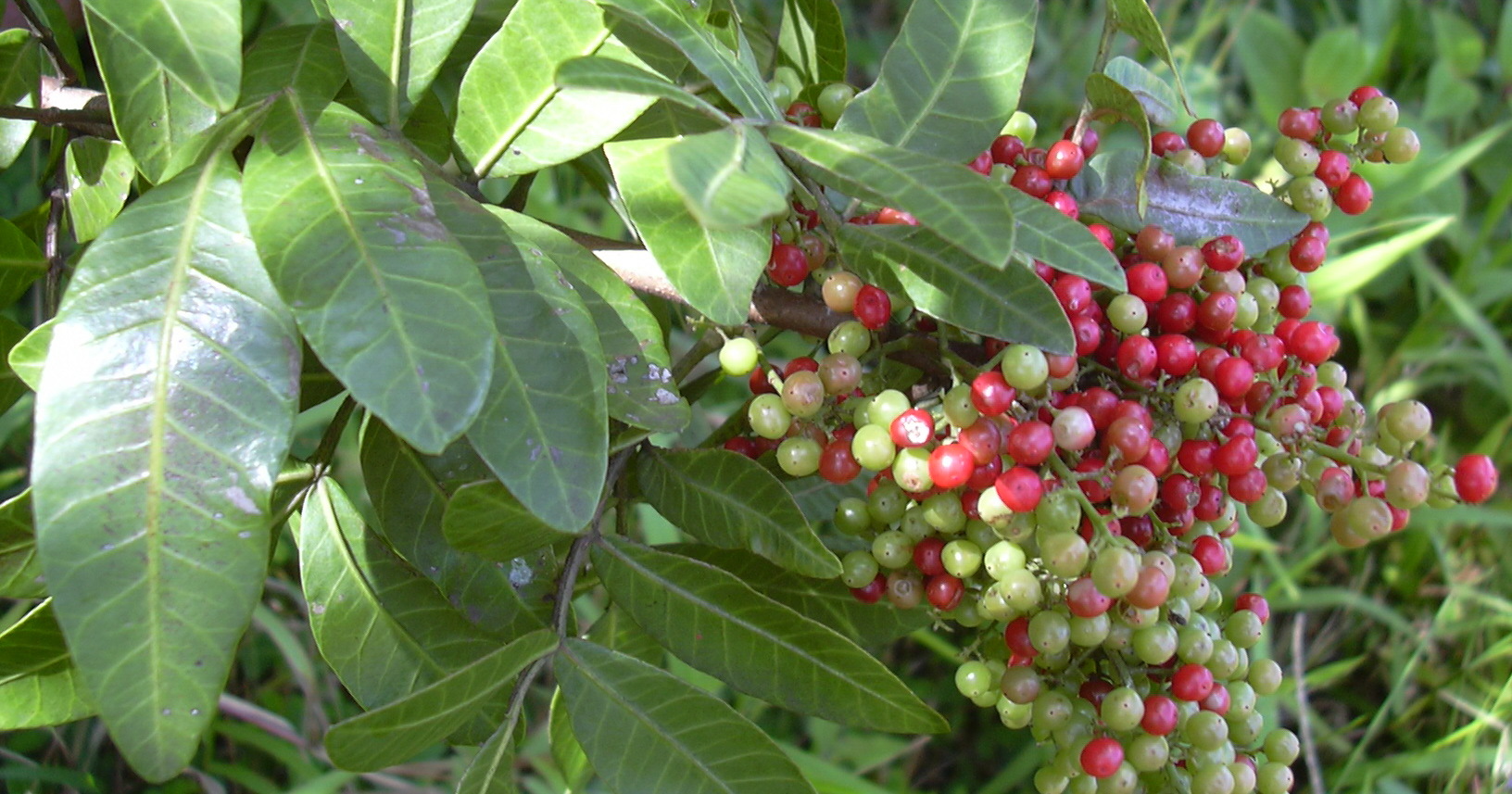 14 Worst Invasive Plants To Grow In Your Garden - The Garden Magazine