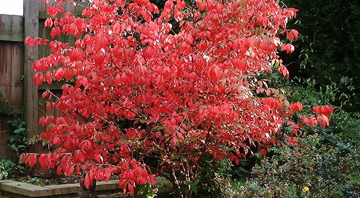8 Shrubs with Vibrant Fall Foliage - The Garden Magazine