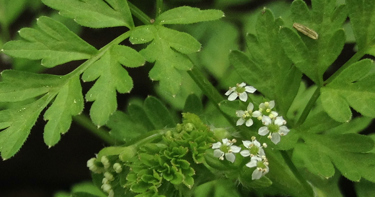 13 Herbs That Thrive in Container Gardens (And 7 That Don't) - The ...