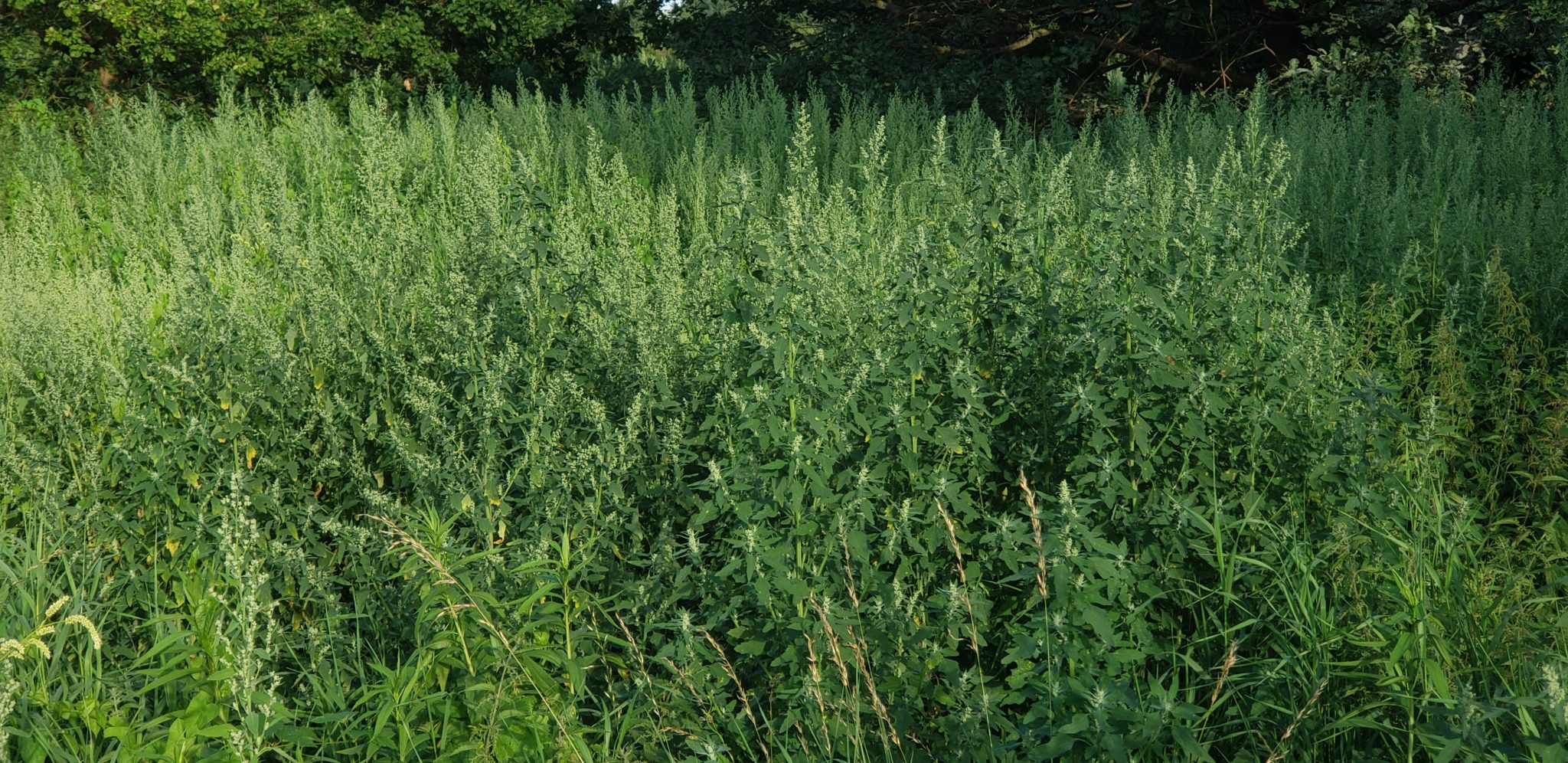 18 Edible Wild Plants You Can Grow In Your Garden - The Garden Magazine