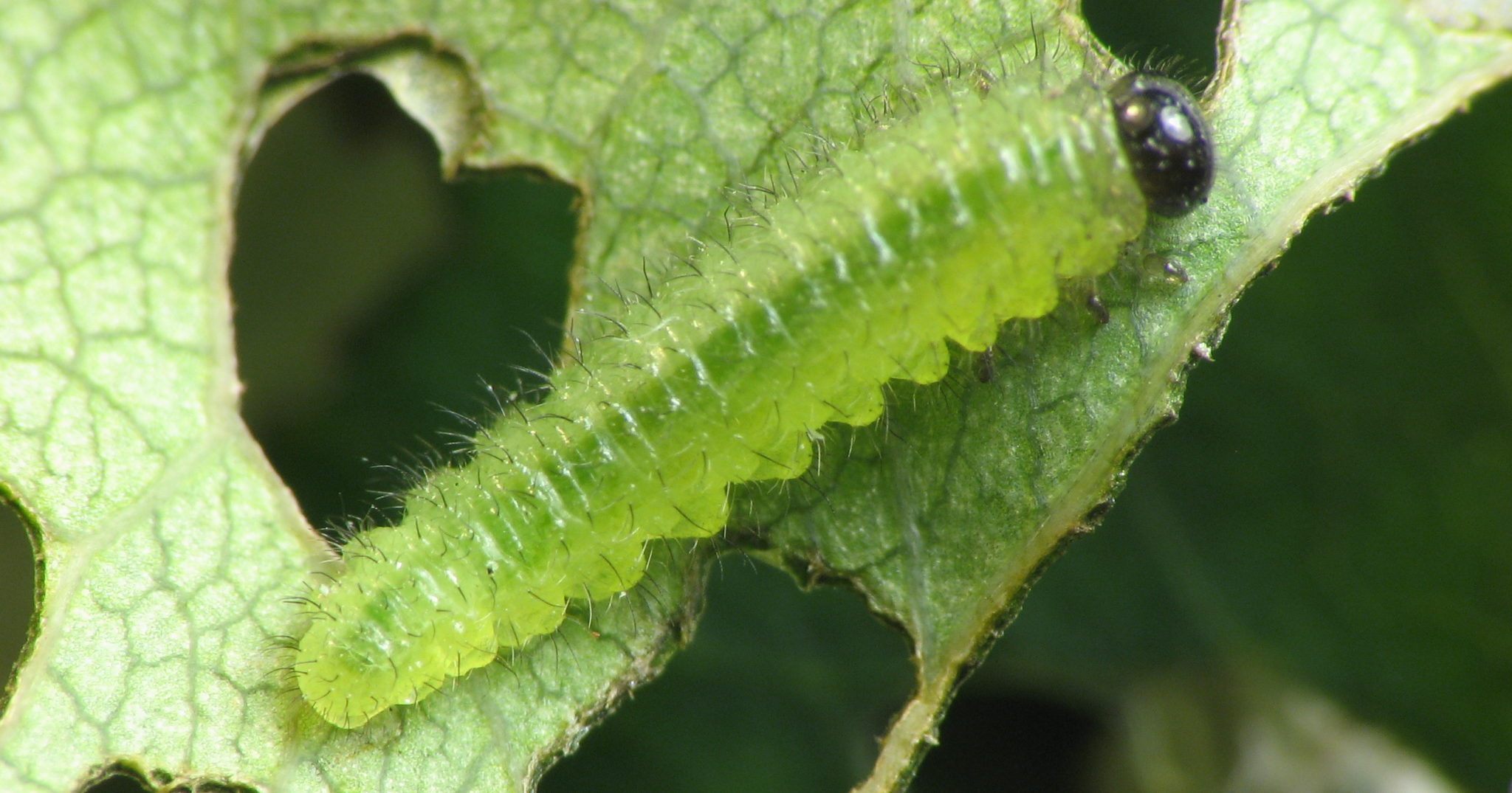 10 Insects That Eat Flowers And How You Get Rid Of Them - The Garden ...