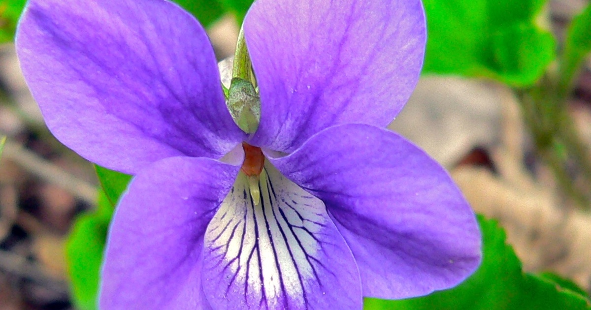 17 Edible Flowers You Can Grow In Your Garden - The Garden Magazine