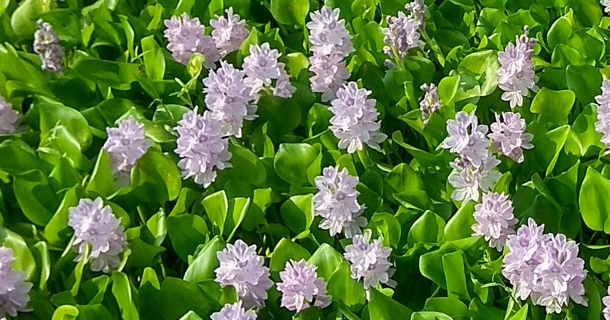 15 Plants That Can Grow In Water For Years - The Garden Magazine