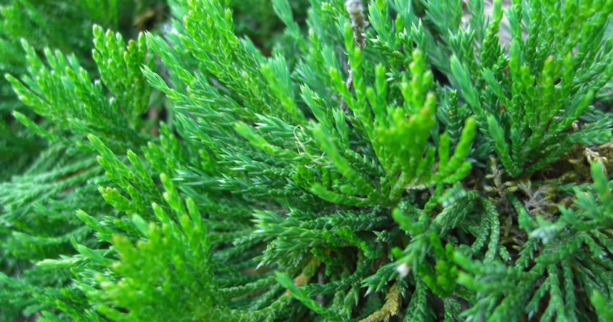 12 Plants That Prevent Weeds That May Save You A Lot Of Time - The ...