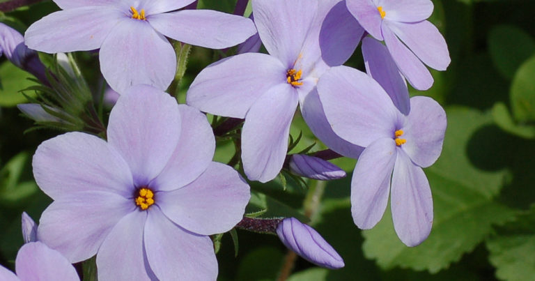 Plant These 12 Groundcovers That Thrive Around Tree Trunks - The Garden ...