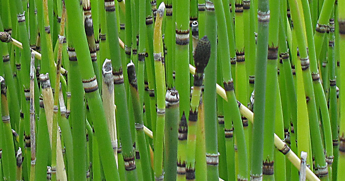 11 Liquid Fertilizer Teas Made From Weeds and Plants - The Garden Magazine