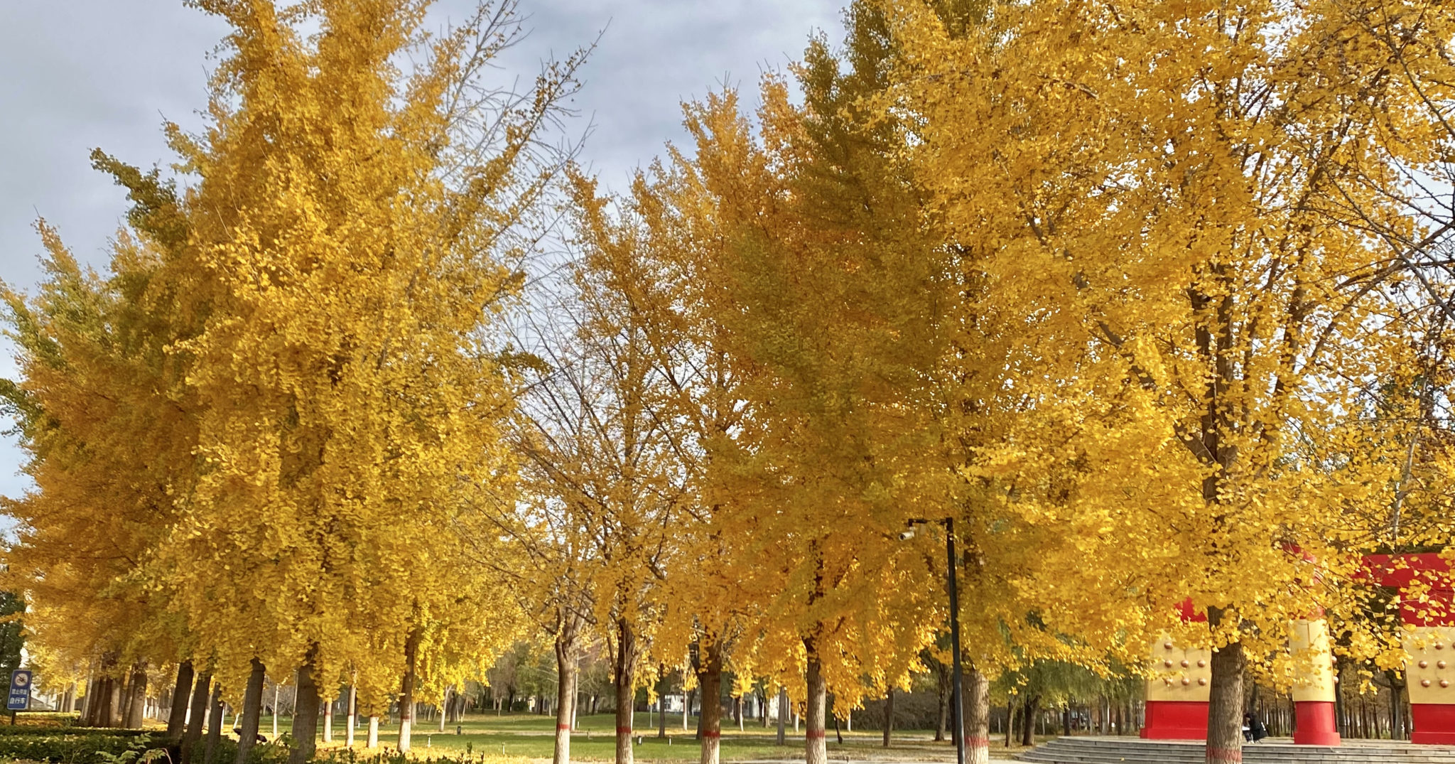 These Are The Best 10 Shade Trees You Can Plant In Your Yard - The ...