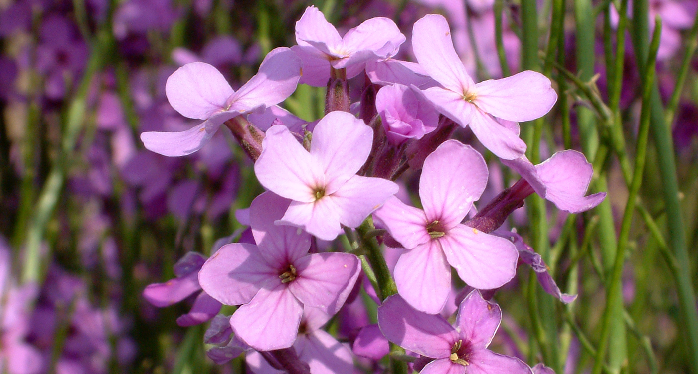 11 Perennials That Attract Moths for Evening Gardens - The Garden Magazine