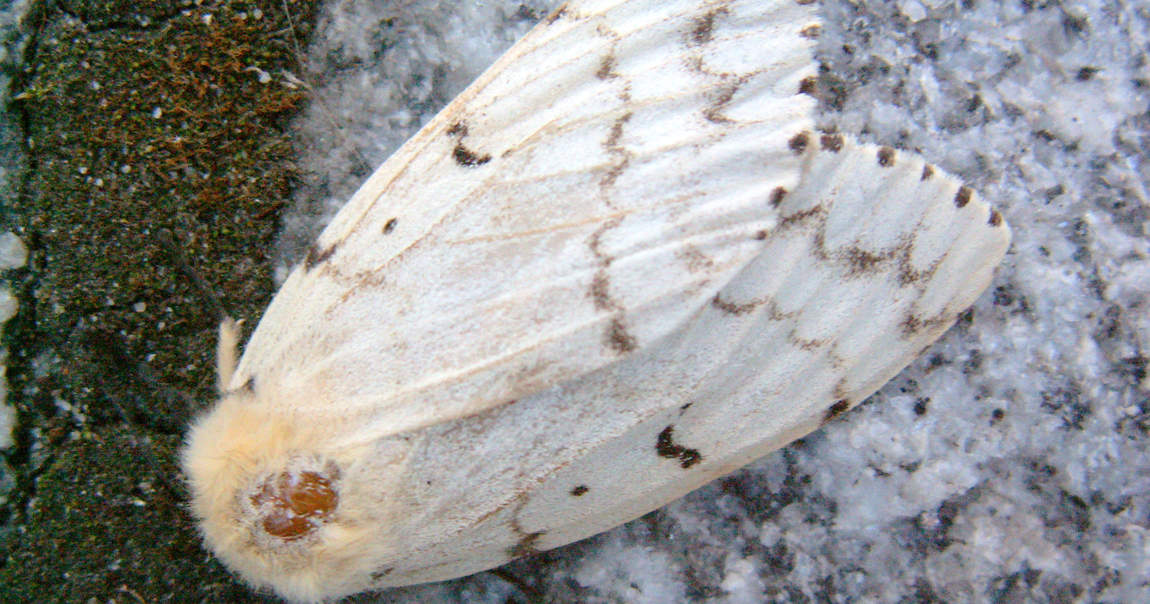 8 Reasons Why Moths Are Good For Your Garden - The Garden Magazine