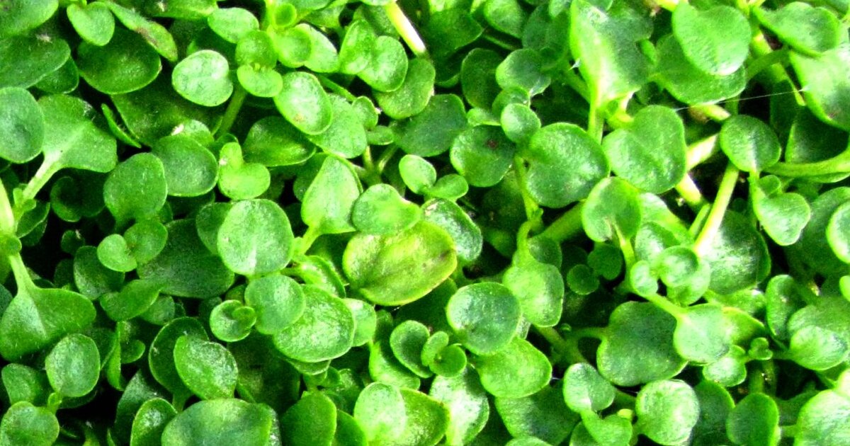 12 Ways to Grow Your Own Massive Mint Garden - The Garden Magazine