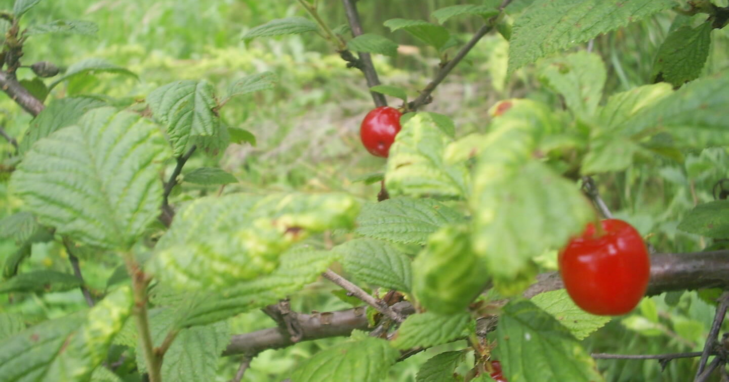 9 Of The Best Fruit Trees That Tolerate Cold Climates - The Garden Magazine