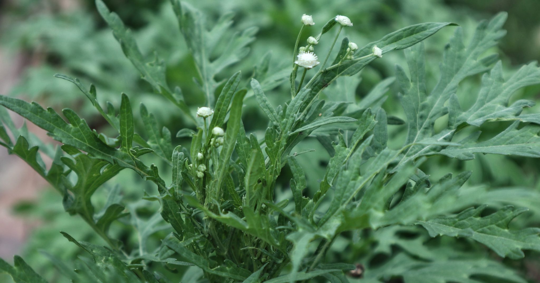 9 Plants That May Cause Allergies and Skin Irritations – Beware - The ...