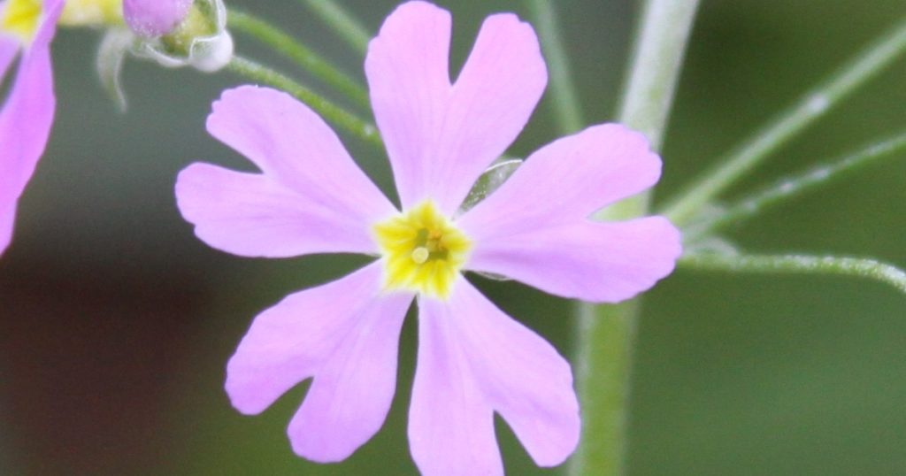 12 Frost Tolerant Plants to Grow when it’s Cold - The Garden Magazine